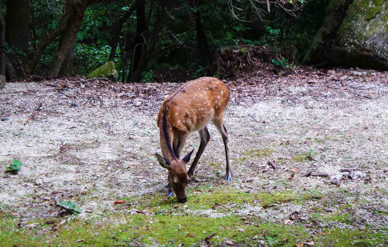 3 Day Plan in Hiroshima - Visiting Miyajima, Mazda and Atomic Bomb ...
