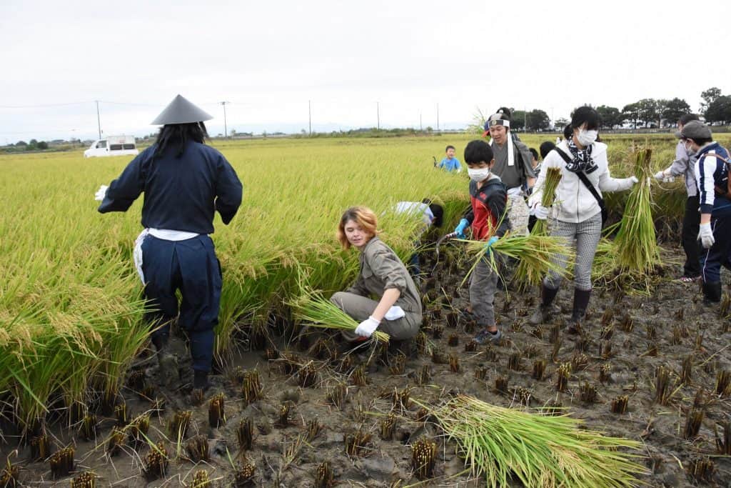 Rice Field Art Worthy of a Guiness World Record in Gyoda, Saitama - VOYAPON