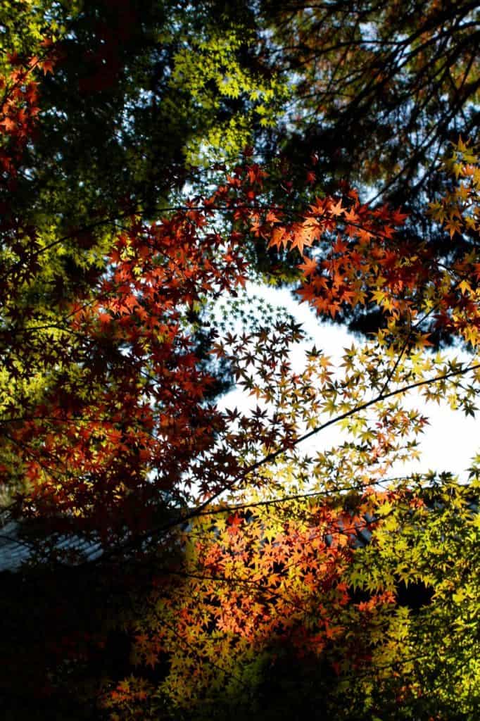 Admire the Beautiful Autumn Foliage of Okayama’s Sogenji Temple - VOYAPON