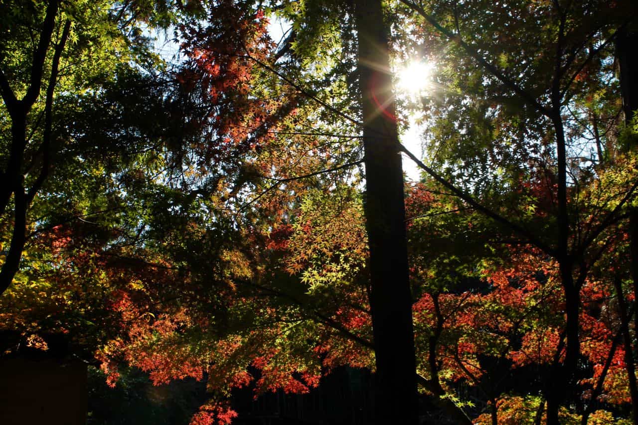 Admire the Beautiful Autumn Foliage of Okayama’s Sogenji Temple - VOYAPON