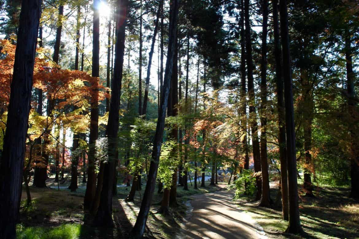 Admire the Beautiful Autumn Foliage of Okayama’s Sogenji Temple - VOYAPON