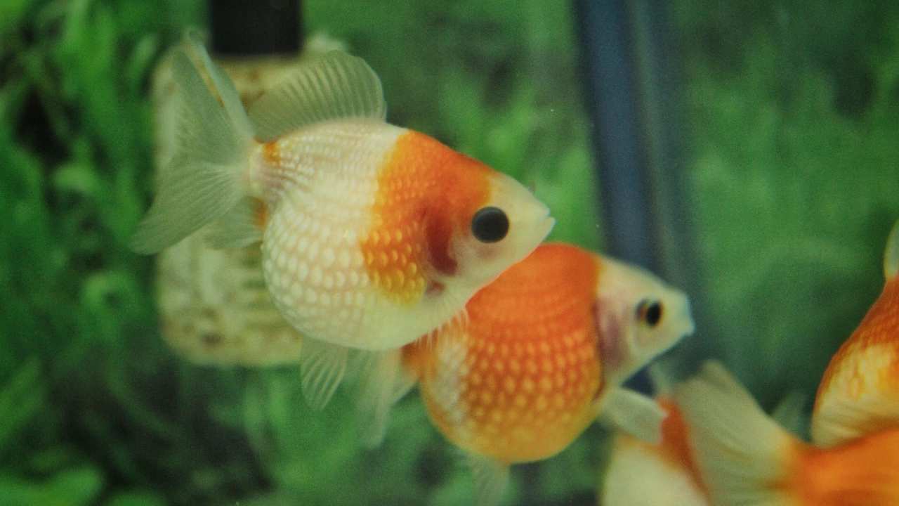 Enter Nagasu Town's World of Goldfish! - VOYAPON