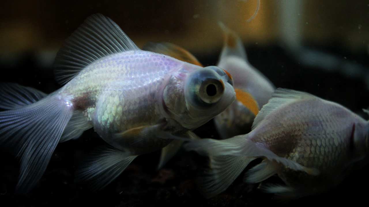 Enter Nagasu Town's World of Goldfish! - VOYAPON