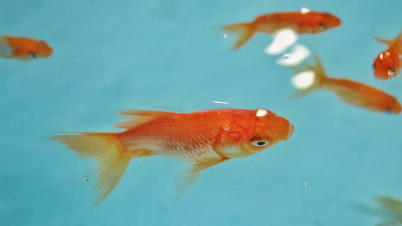 Enter Nagasu Town's World of Goldfish! - VOYAPON
