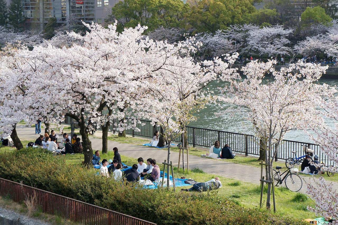 Complete Hanami Guide: Enjoy Cherry Blossom Viewing in Japan