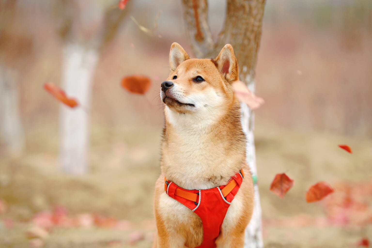Japanese Dogs: The Most Popular Breeds & What they Cost?