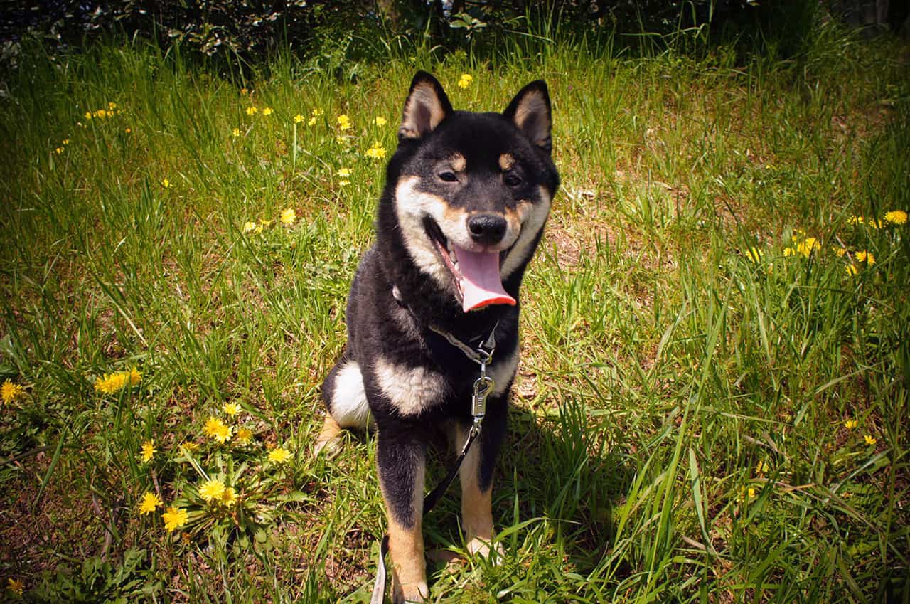 Japanese Dogs: The Most Popular Breeds & What they Cost?