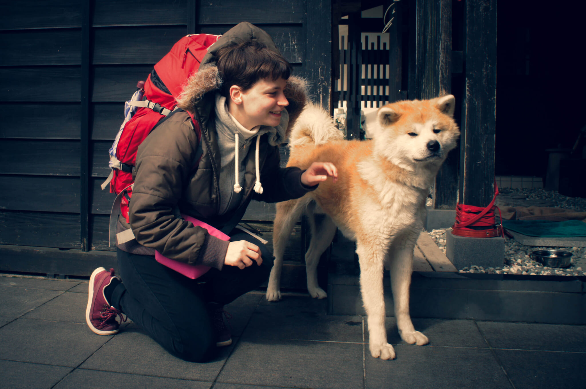 Japanese Dogs: The Most Popular Breeds & What they Cost?