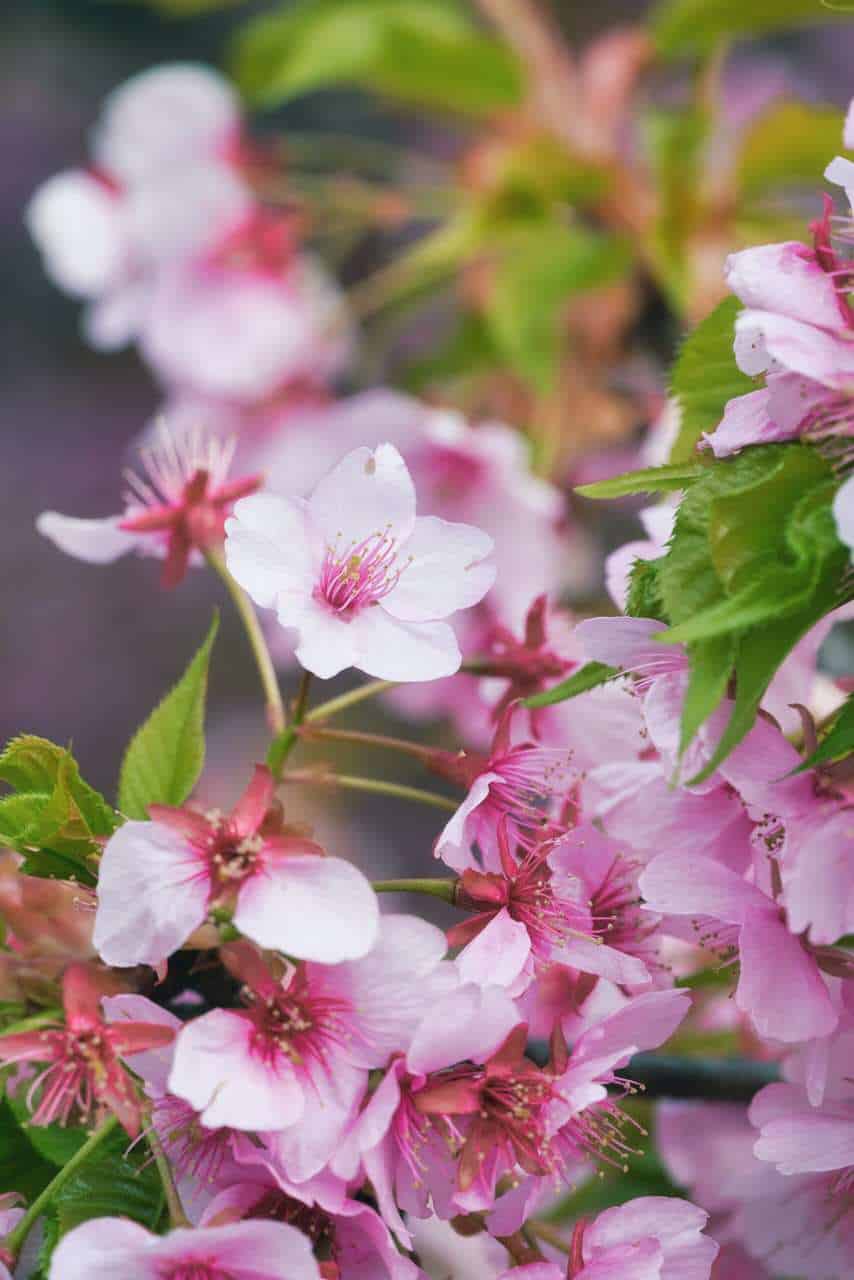 Spring in Japan: Ume, Momo & Sakura Blossoms