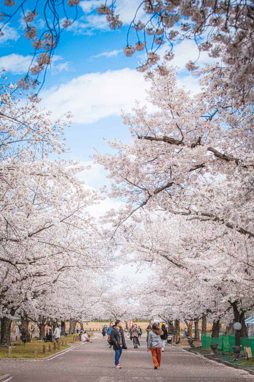 Spring in Japan: Ume, Momo & Sakura Blossoms