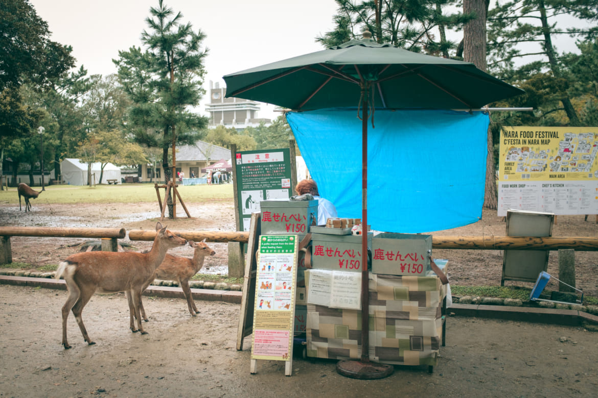 Le parc de Nara : découvrez ses daims et ses monuments